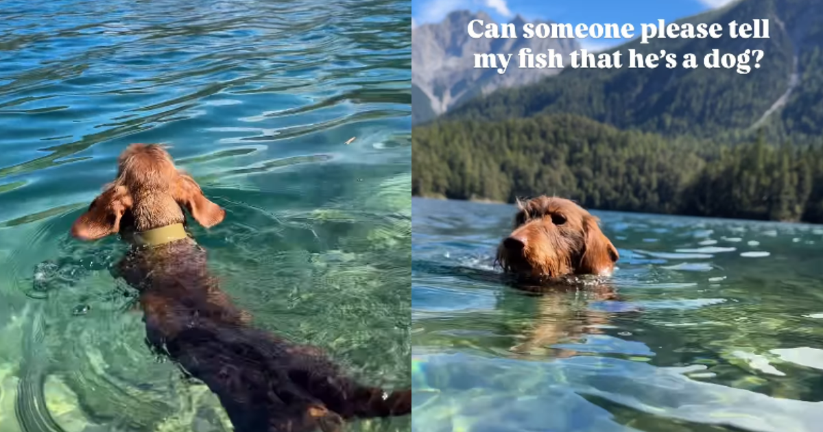 Video: Owner Is Convinced Their Dog Is a Fish After His Swimming ...