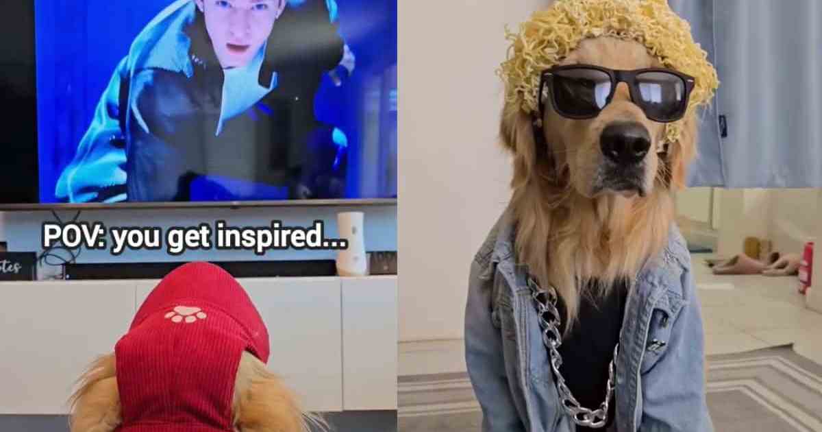 Video: Dog Gets Justin Timberlake Makeover After Watching NSYNC Clip ...