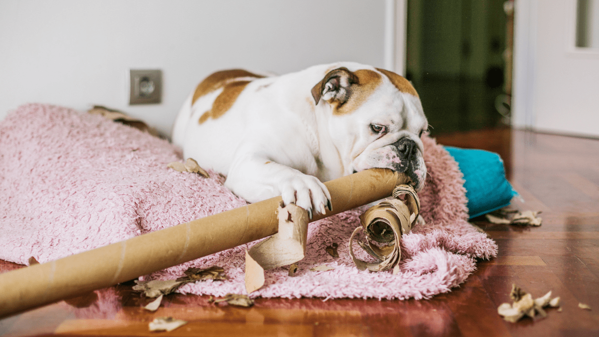What is Cobbing in Dogs and How Do I Stop It? - DogTime