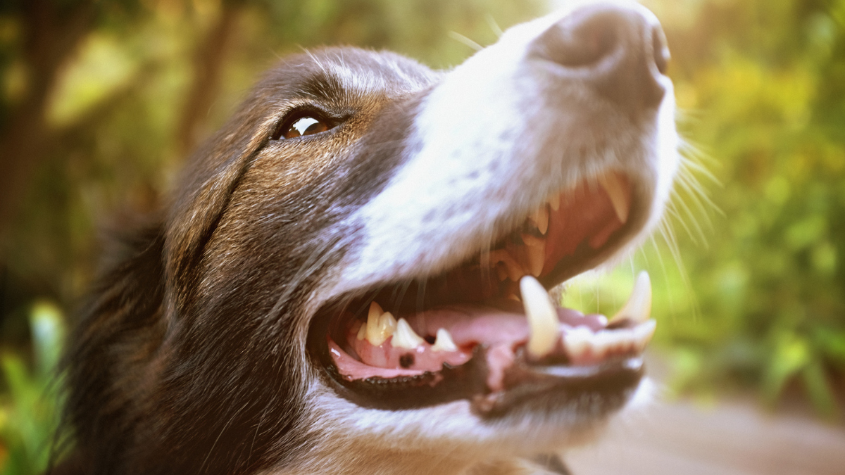 How Many Teeth Do Dogs Have? - DogTime