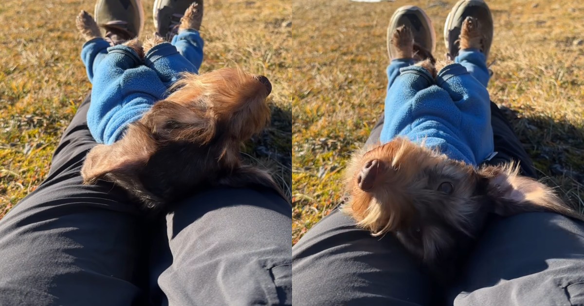 Video: Dog Shows How To Take a Break When Life Gets Tough