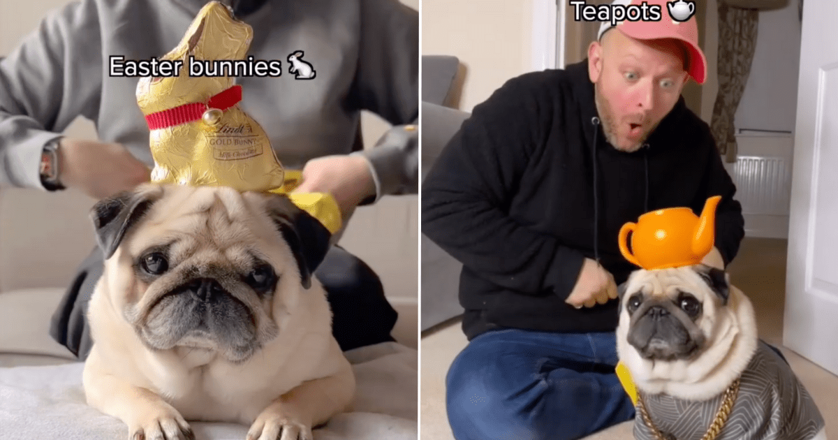Pug Balancing Random Things On His Head Is Truly Impressive - DogTime