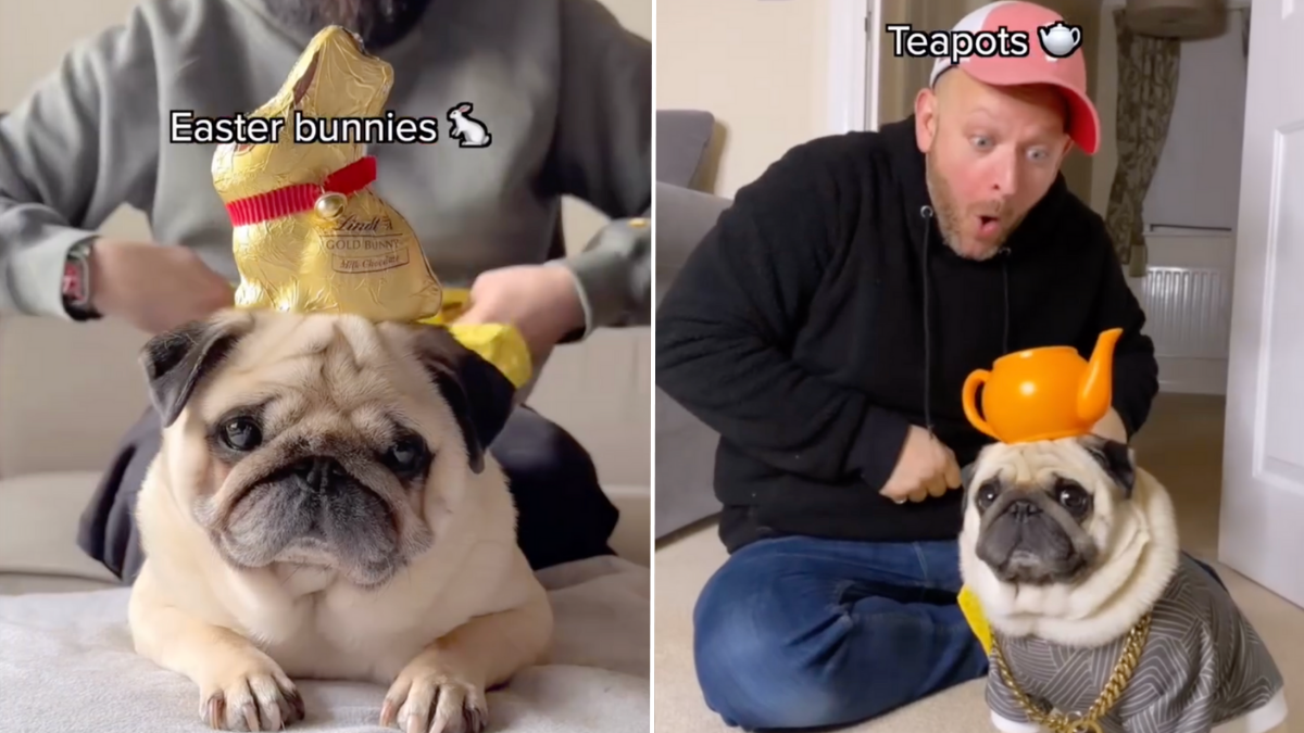 Pug Balancing Random Things On His Head Is Truly Impressive - DogTime