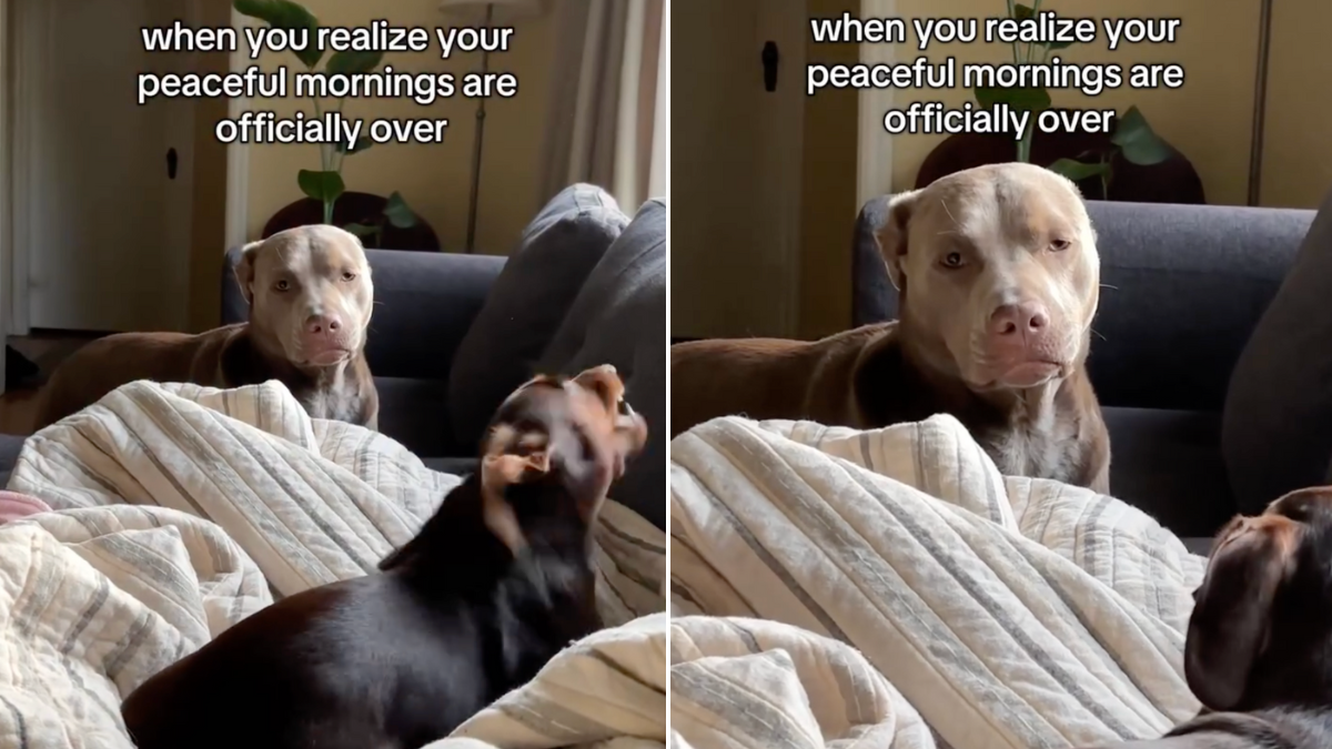 Video Shows Dog's Expression When She Realizes Why Her Mornings Won't ...