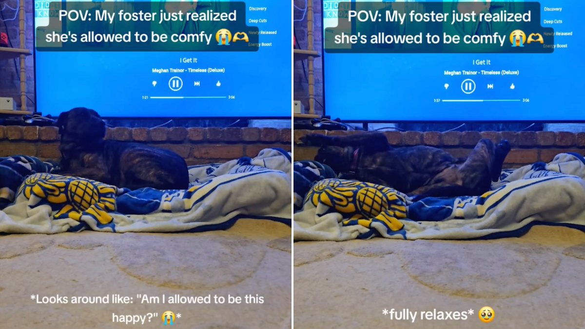 Video Captures the Moment Foster Dog Realizes She Can Finally Be 'Comfy ...