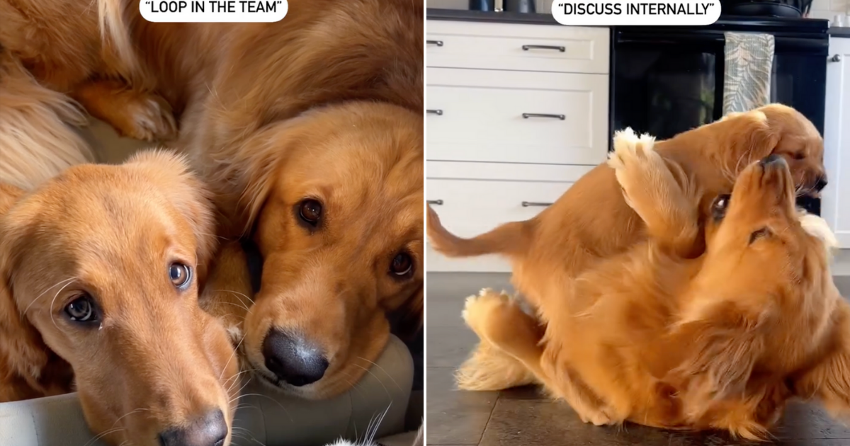 Video Reveals Dogs' Interpretation of Email Lingo - DogTime