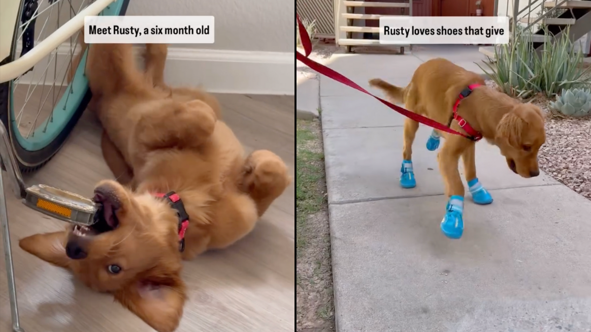 Video Shows Golden Retriever Puppy Loving Things He Shouldn't - DogTime
