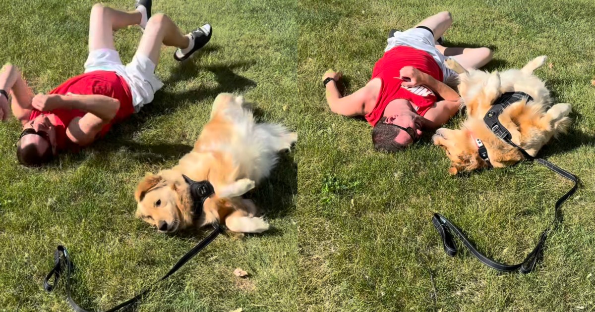 Golden Retriever Teaches Dad How To Roll in the Grass in Adorable Video