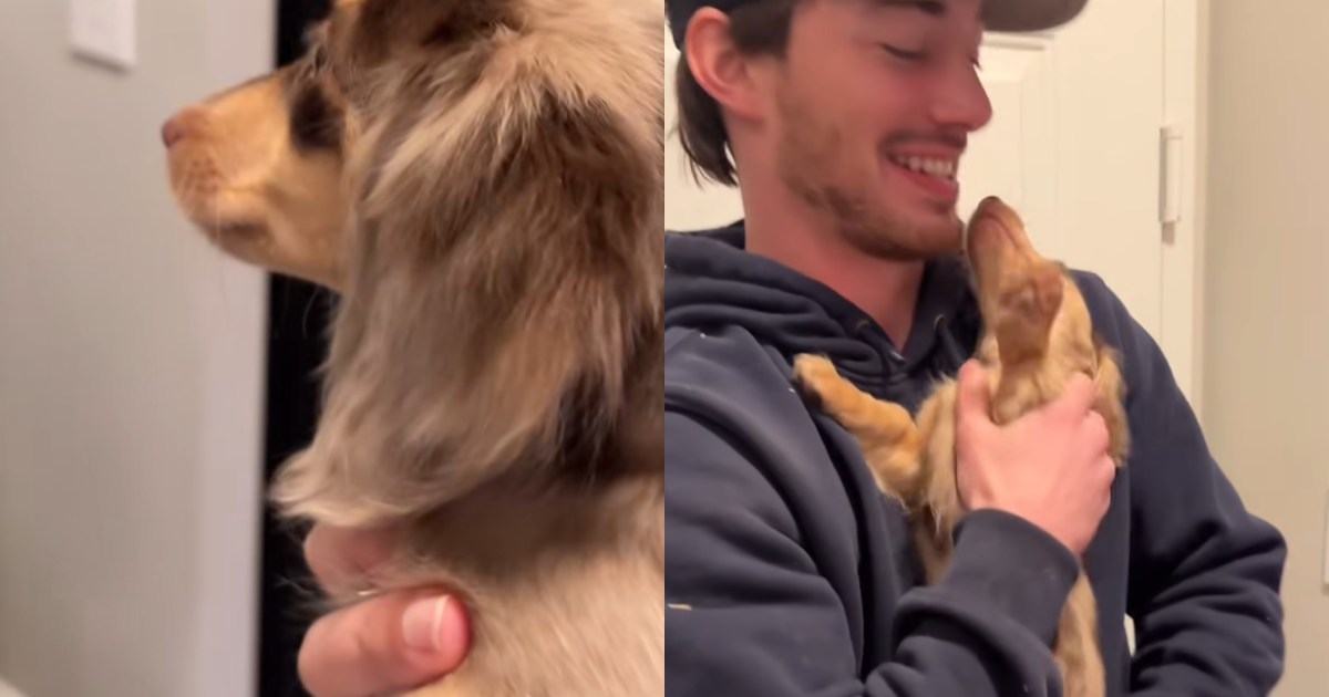 Video: Dachshund Waits Patiently in Line To Be Kissed by Dad