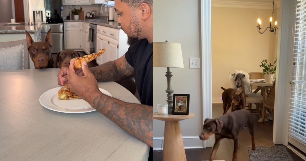 Video Shows How Similar Dog Dad & Son Are