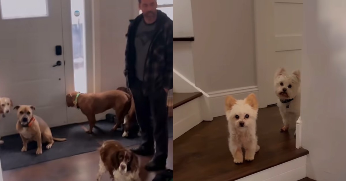 Video: Dogs React To Being Left Alone With the 'Spare Human'