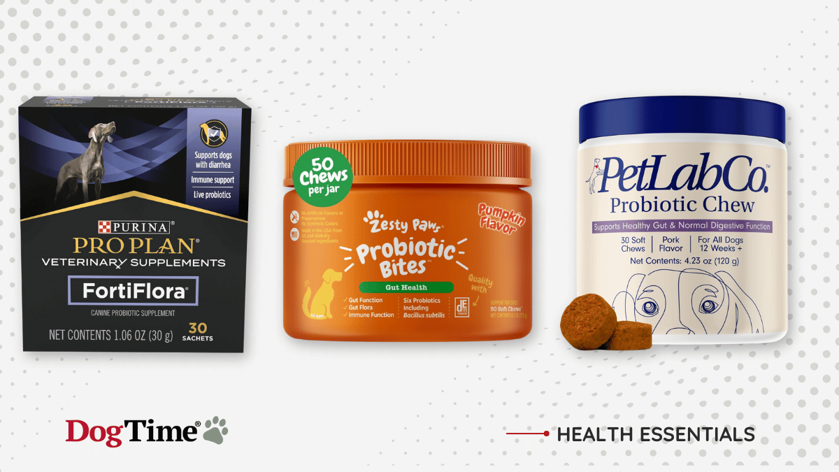 Best Dog Probiotics to Boost Your Pet’s Health