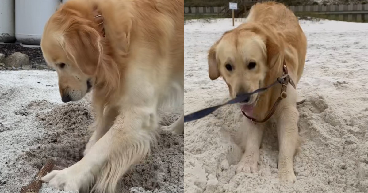 Video Captures Golden Retriever's Obsession With Digging in Sand