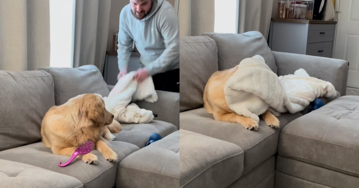 Video: Owner Tricks Golden Retriever To Get Back Things