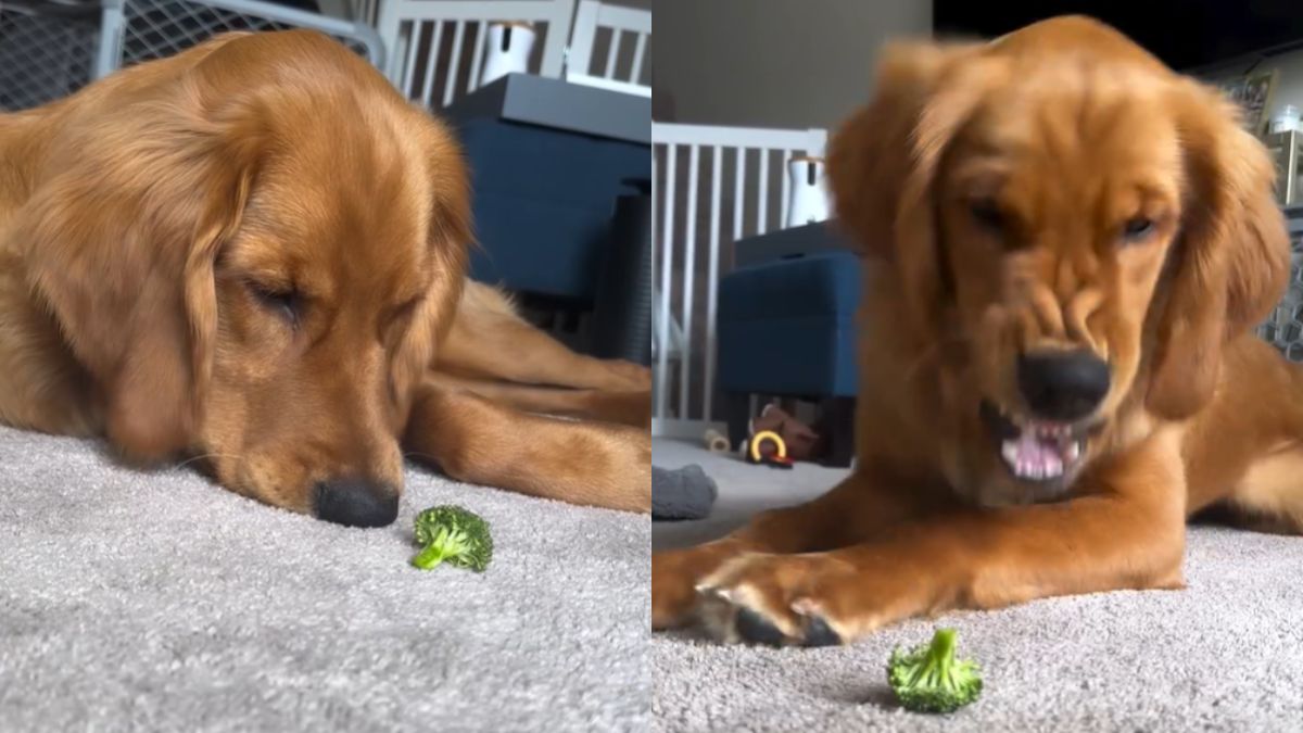 Golden Retriever Puppy’s Fight With Broccoli Makes for a Funny Video ...