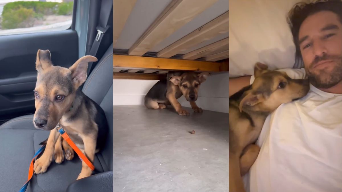 The Difference In Dog Hair Vs. Fur And Why It Matters