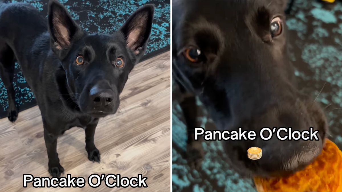 Video Shows Dog Really, Really Loves To Eat Pancakes - DogTime