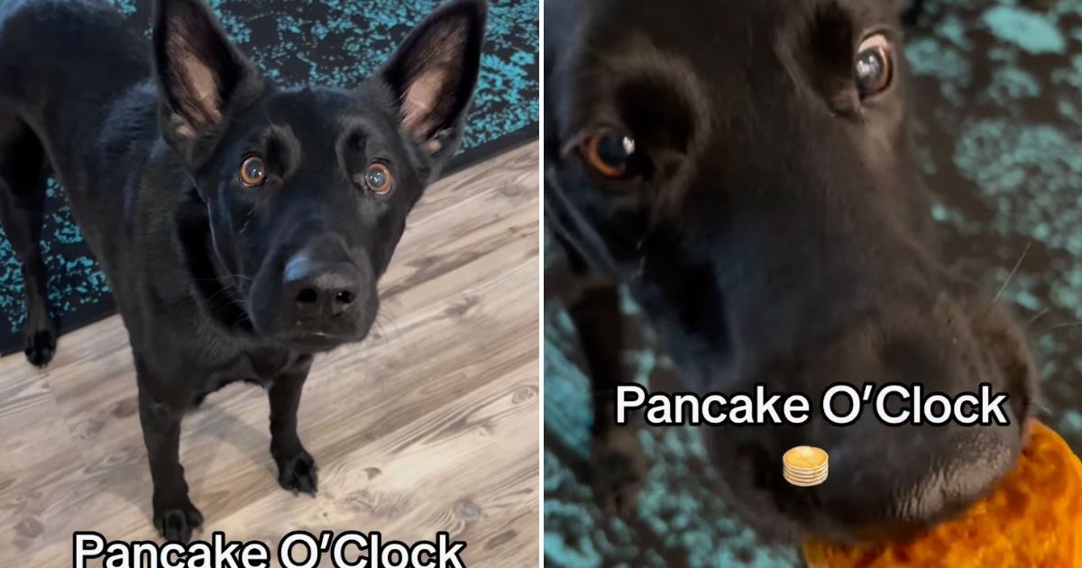 Video Shows Dog Really, Really Loves To Eat Pancakes - DogTime