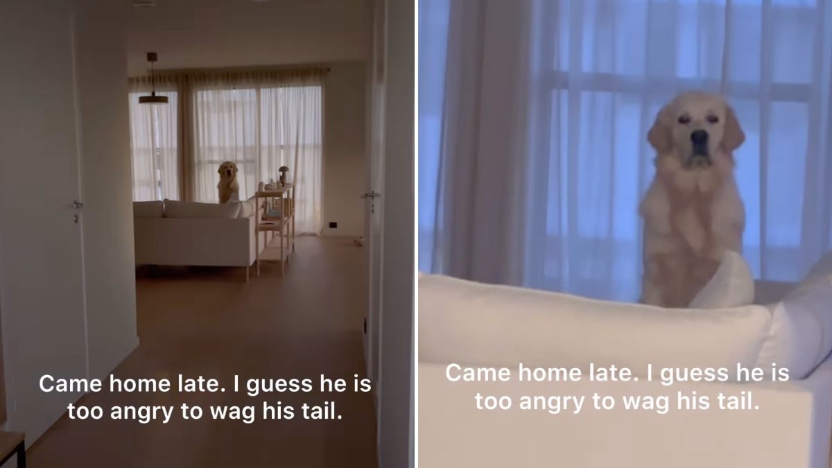 Video: Dog Judges Owner After They Come Home Late - DogTime
