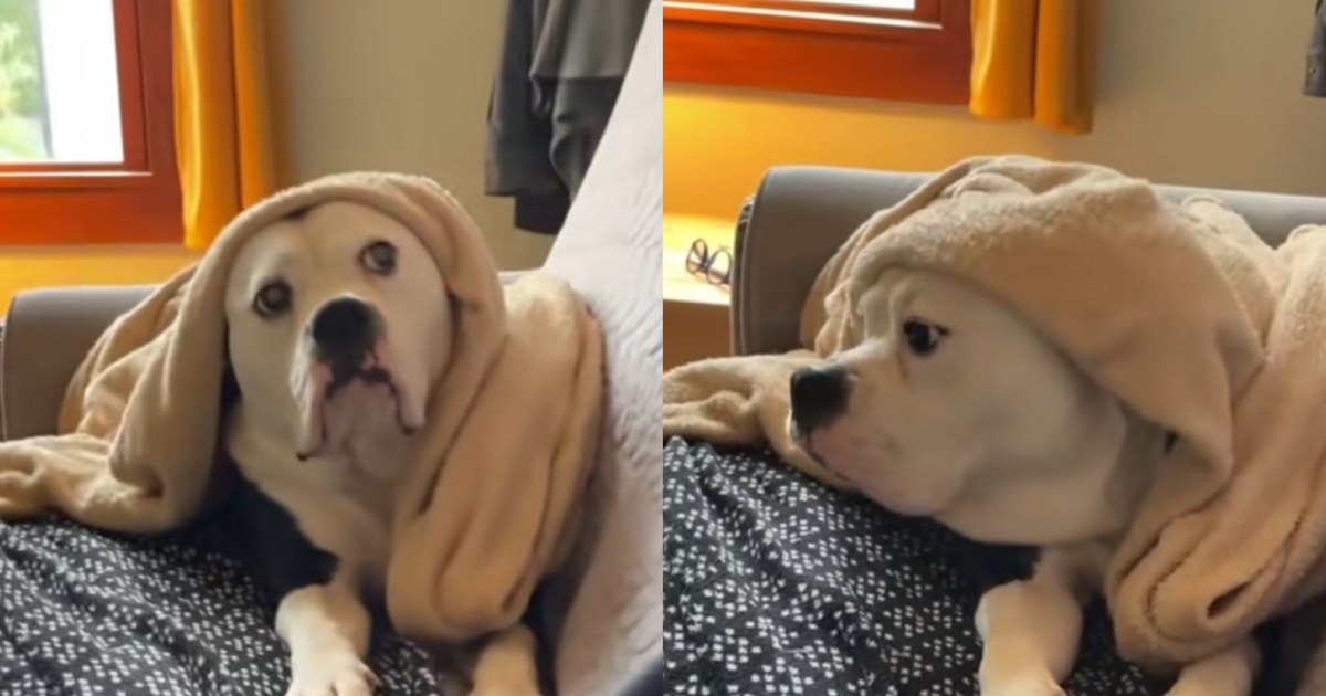 Video: Dog's Seating Choice Proves Who the Favorite Parent Is