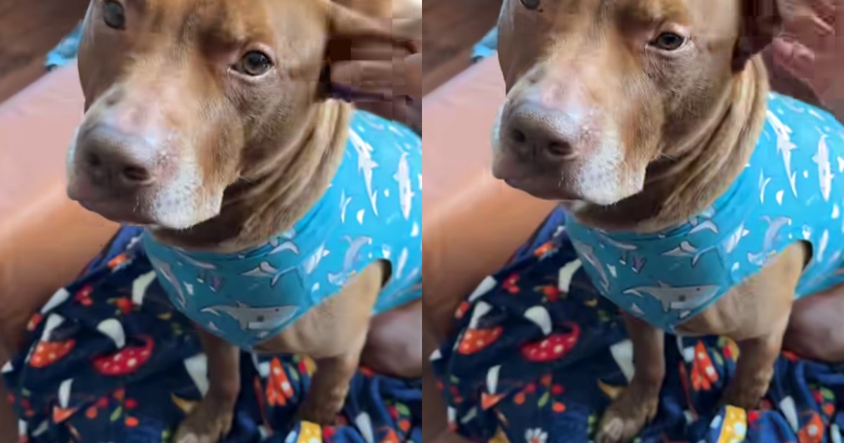 Video: Dog Owner Claims Playing With Dog's Ears Is Therapy