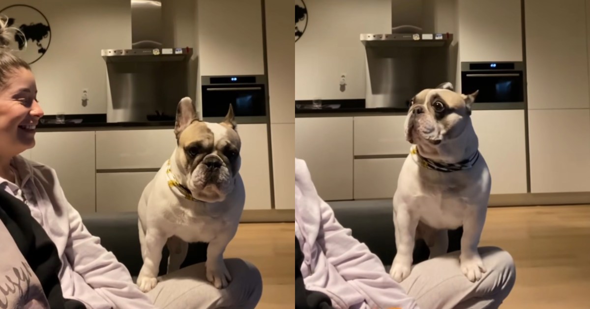 Video: Dog's Reaction To Parents' Duet Performance Is Worth a Watch