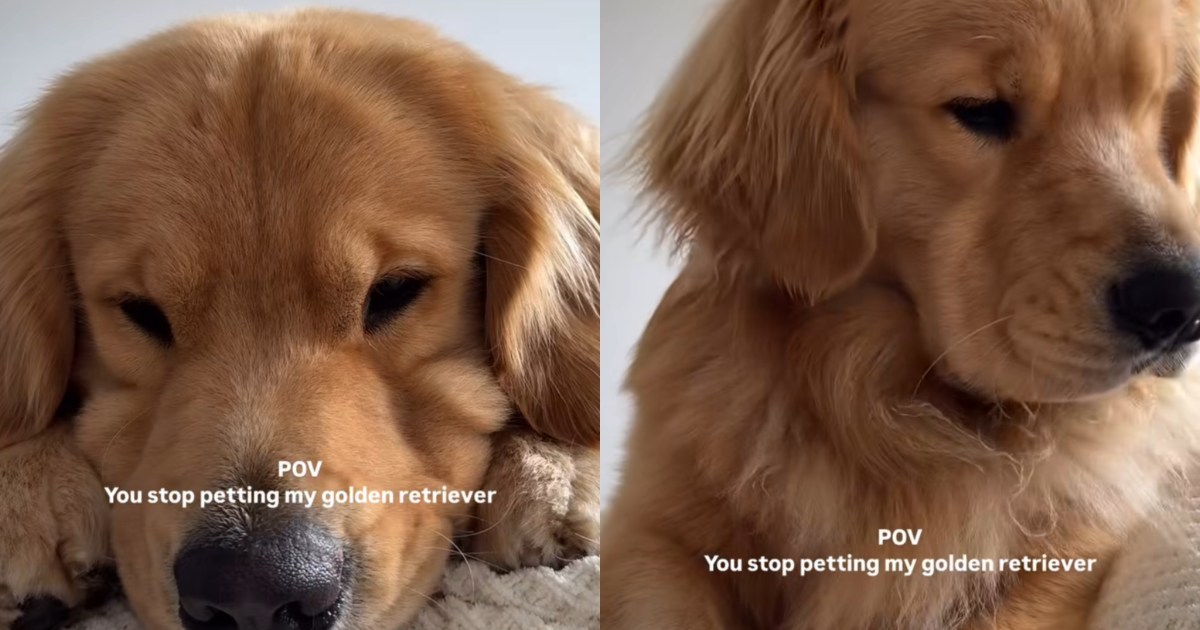 Video: Dog Makes Sad Face After Owner Stops Petting