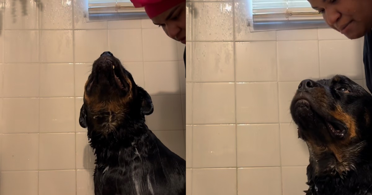 Video: Dog's Bath Time Turns Peaceful After Mom's Singing