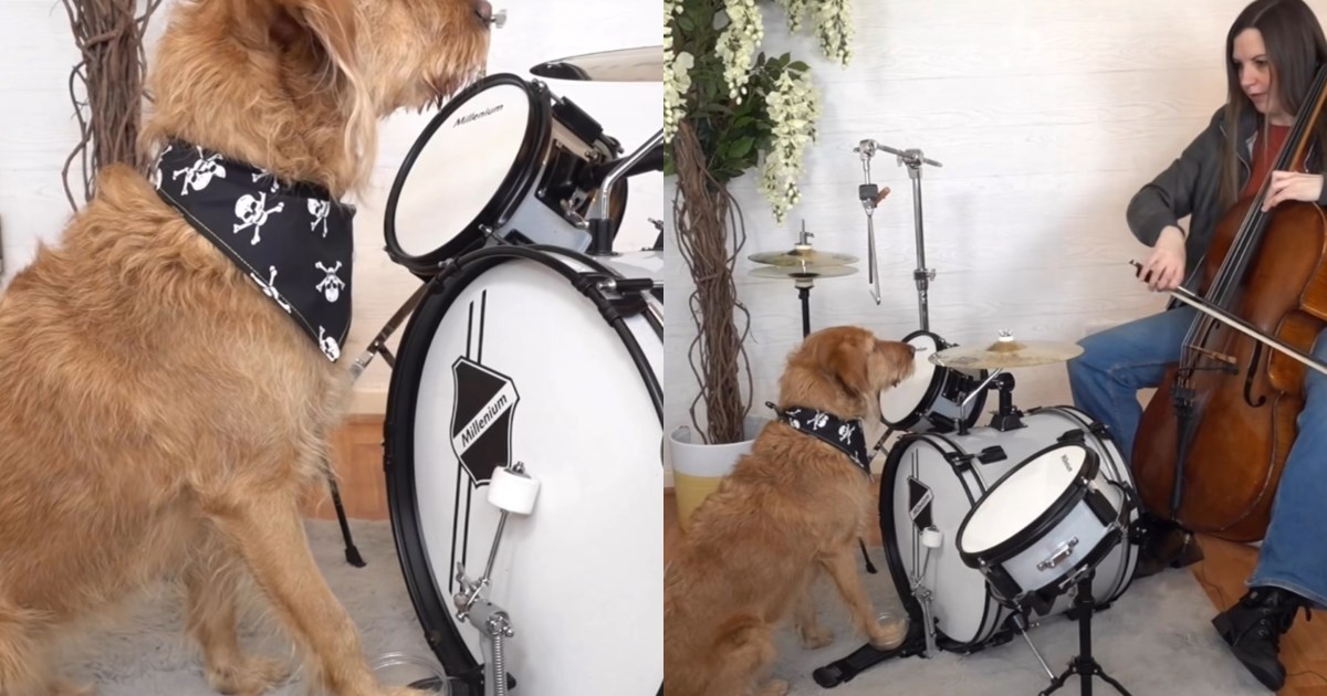 Video: Dog Displays Expert Drumming Skills in Band Performance With Owner