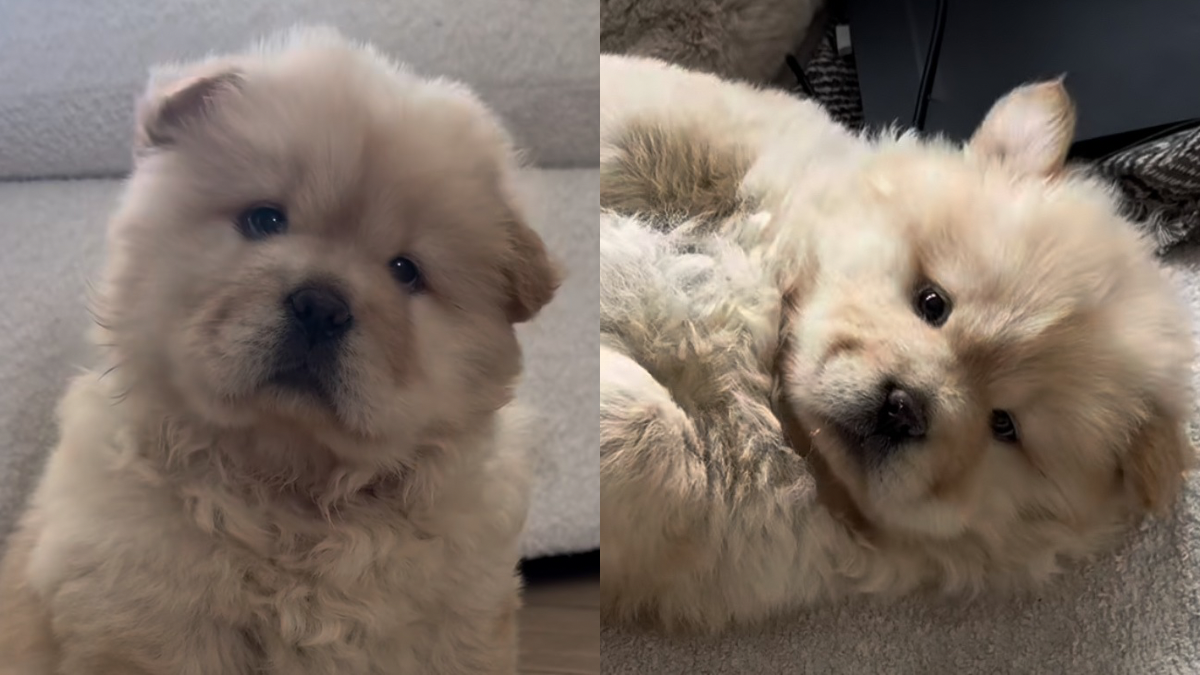 Video: Owner's Dog Adoption Story Gets an Unexpectedly Heartwarming ...