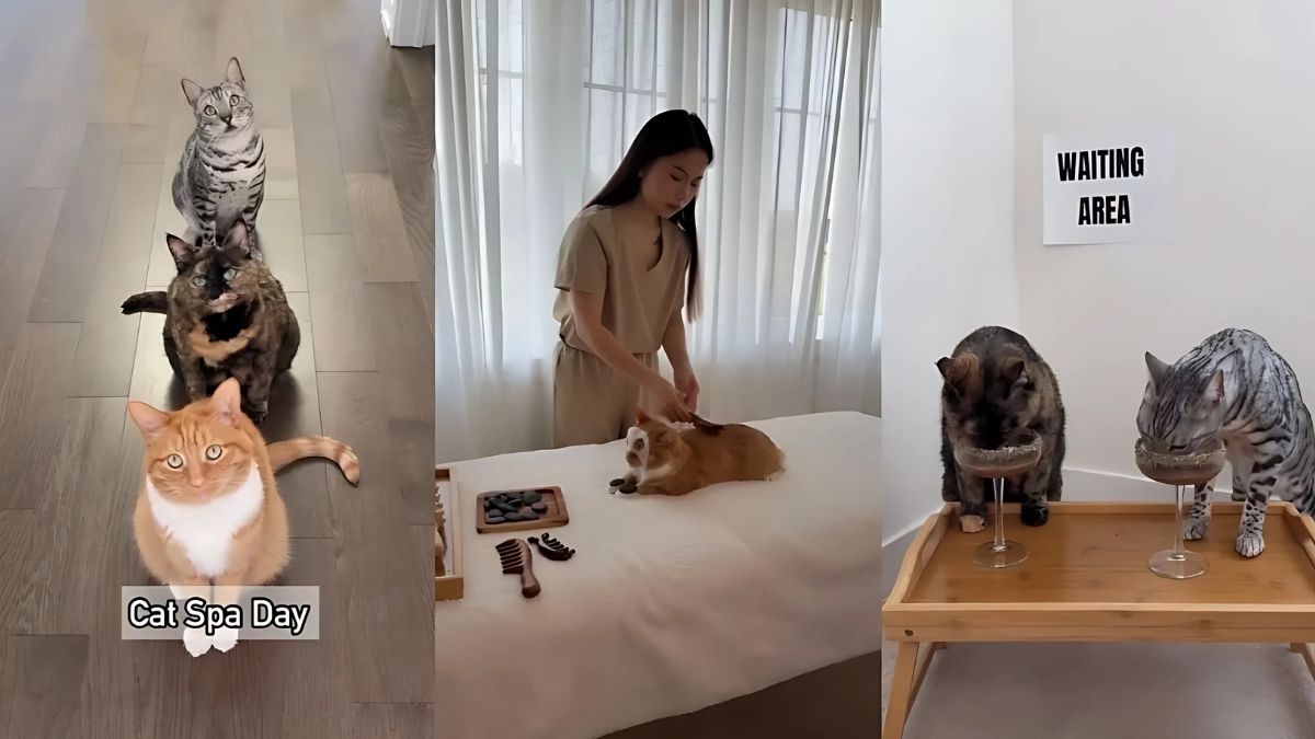 Video: This Cat's Spa Day Will Make You Jealous - DogTime