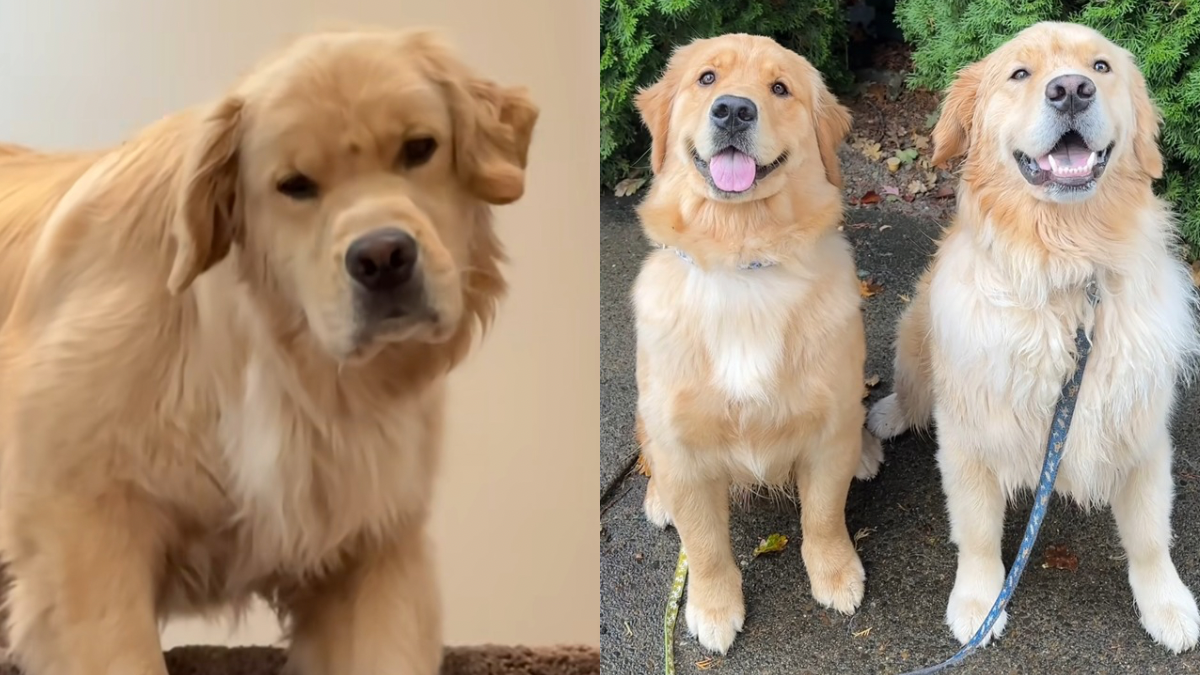 Video: Owner Reveals Expectations vs. Reality of Having Golden ...