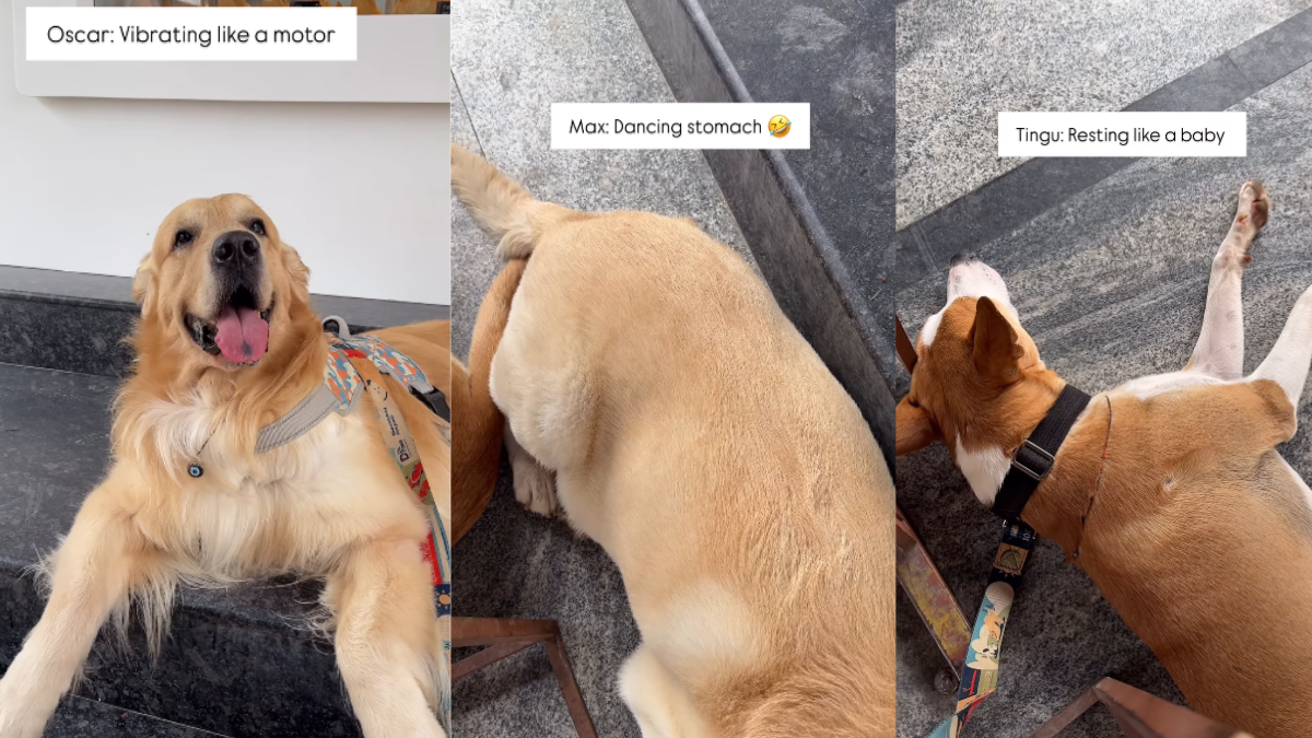 3 Dogs Behave in 3 Different Ways After Walk in Viral Video - DogTime
