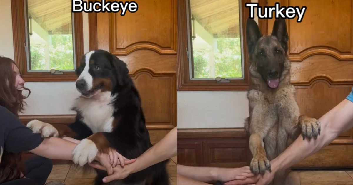 Video: Dogs Participate in Hands-in Challenge & the Results Will Melt ...