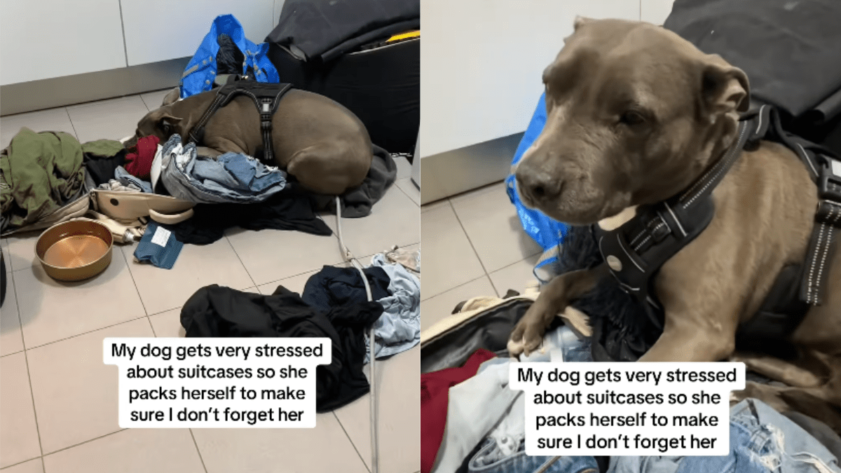 Video: Dog Packs Herself in a Suitcase To Ensure Owner Doesn’t Forget ...