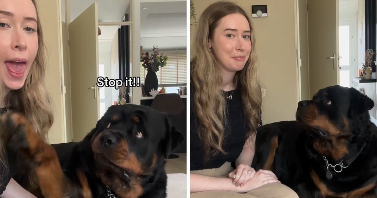 Dog Wants Owner To Stop Copying Him in Hilarious Video - DogTime