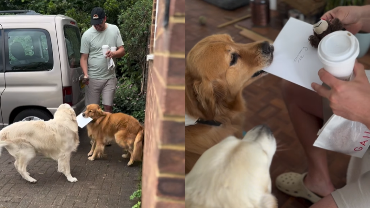 What Are the Dog Breeds of the Bluey Characters?