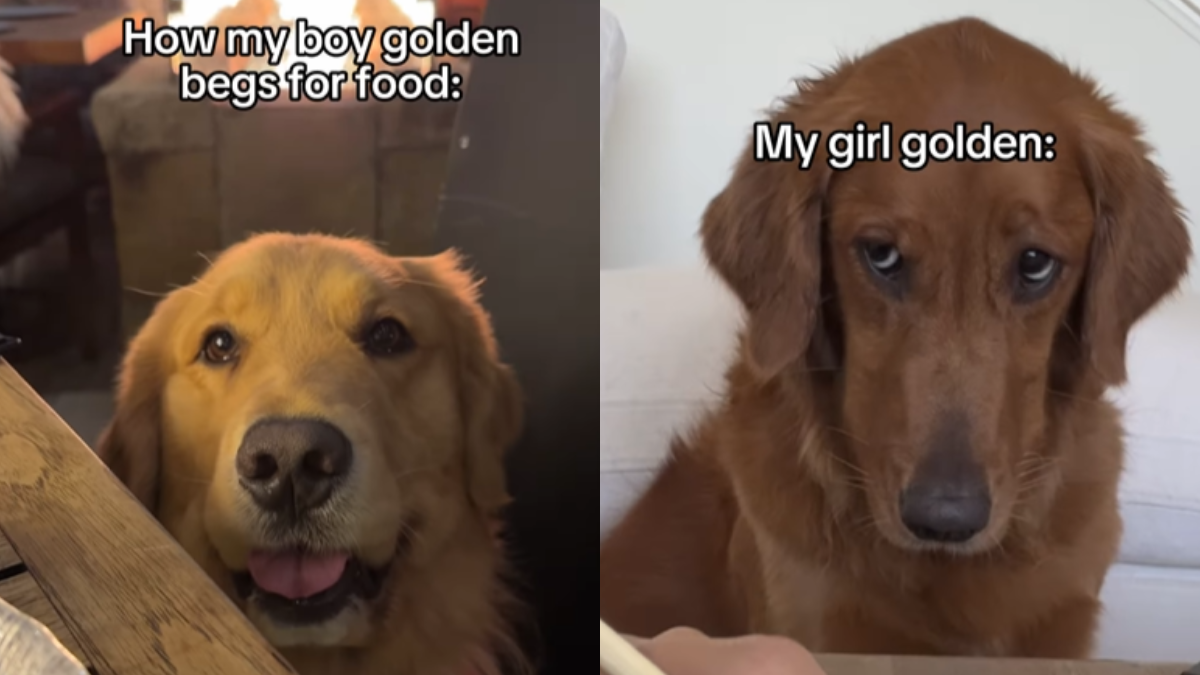 Video: Dogs Have Wildly Opposite Ways of Begging for Food & They Are ...