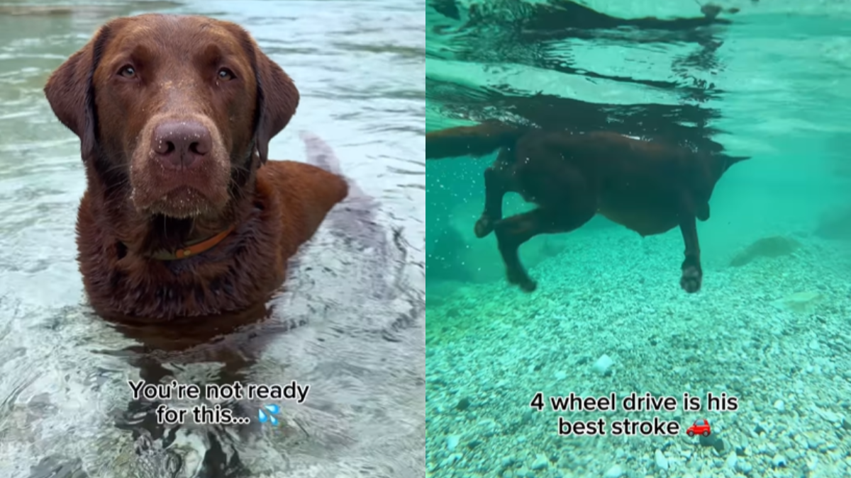 Underwater Video Perfectly Highlights Labrador's Swimming Skills - DogTime