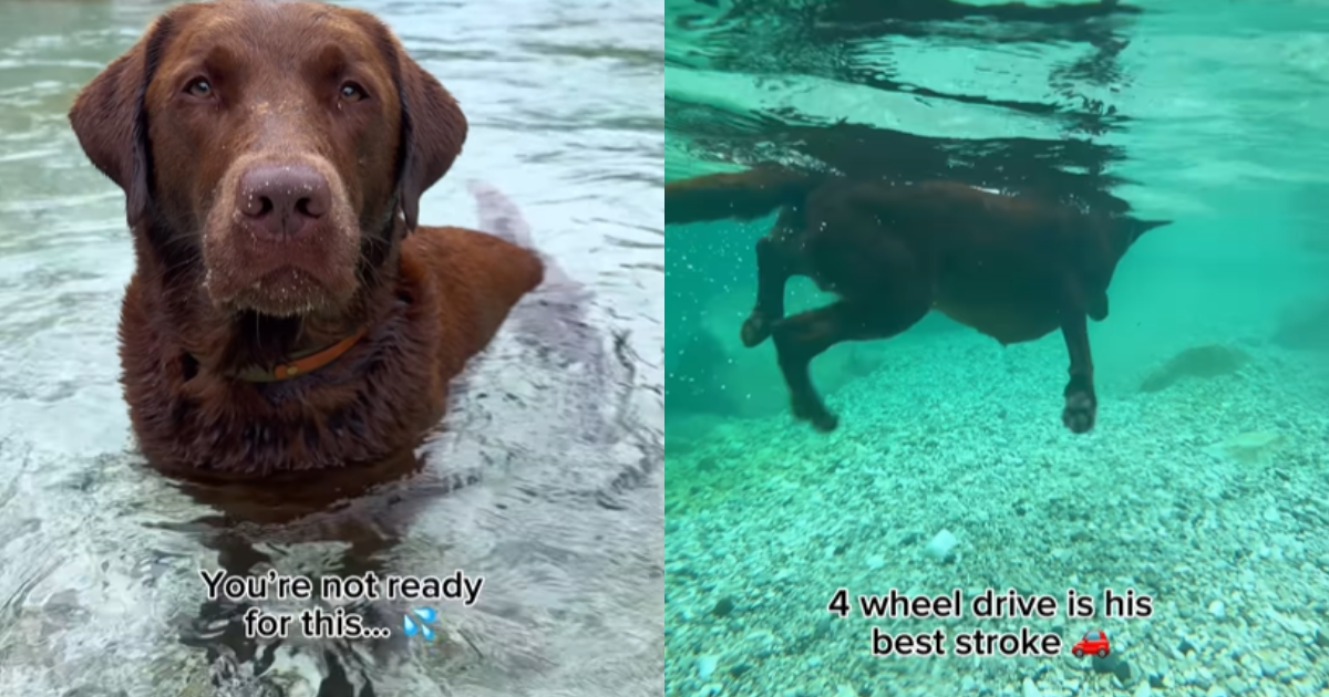 Underwater Video Perfectly Highlights Labrador's Swimming Skills - DogTime