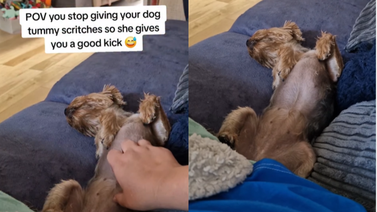 Dog Reminds Owner for More Scratches by Kicking Them in Cute Video ...