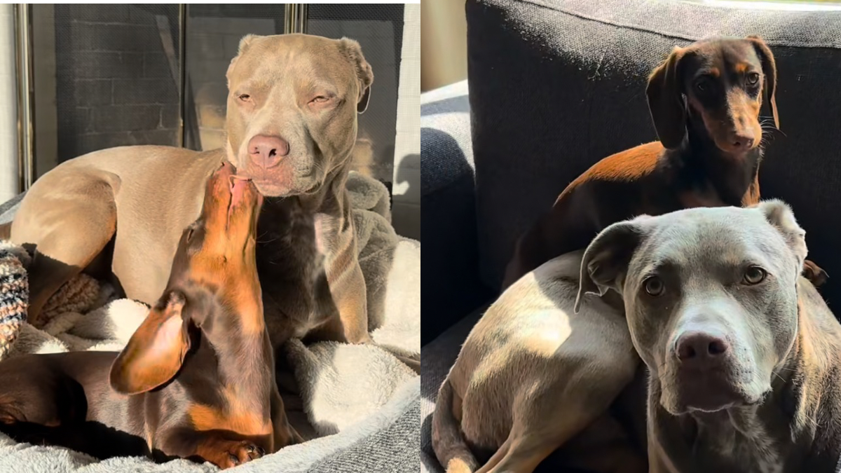 Video Shows How Big Dog Takes Care of Little Sister - DogTime