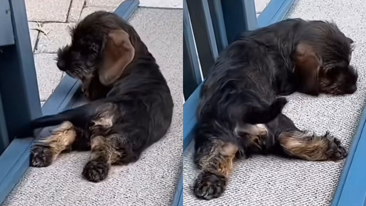 Video Shows How a Family of Dachshunds Uses a Ramp to Go Outside - DogTime