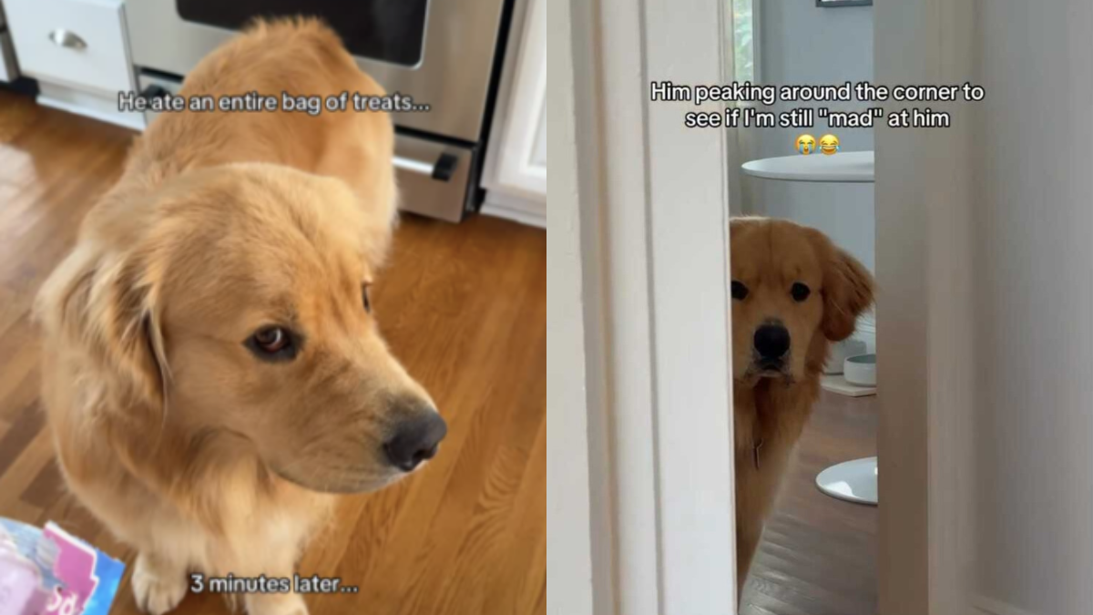 Video of Dog Peaking Into Mom’s Room To See if She’s Still Mad at Him ...
