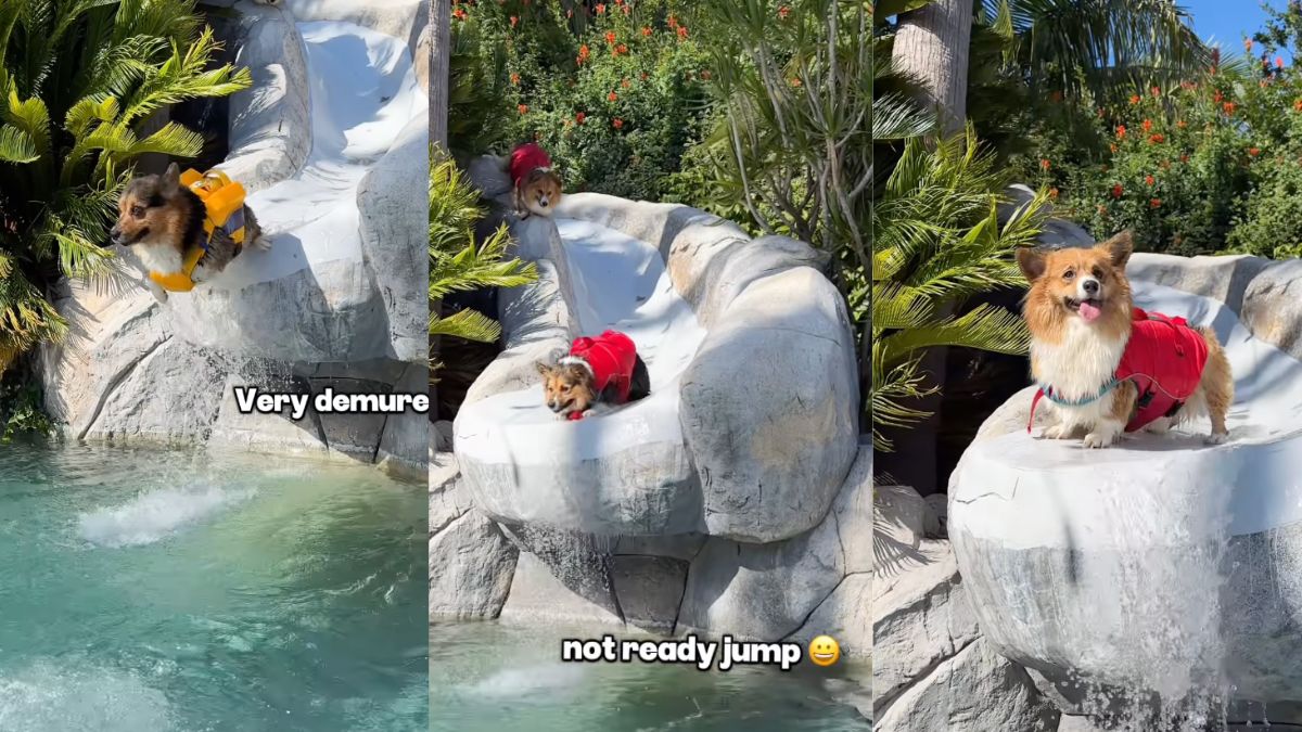 Video: 3 Corgis & 3 Hilarious Styles of Jumping off Pool Slide - DogTime