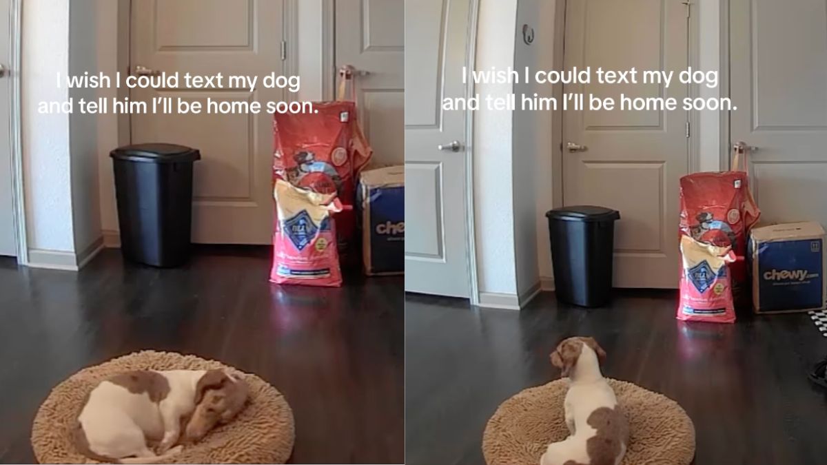 Video Shows What Dog Does While Waiting for Owner To Come Home - DogTime