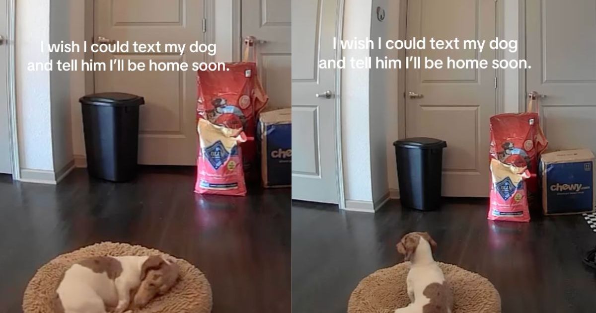 Video Shows What Dog Does While Waiting for Owner To Come Home - DogTime
