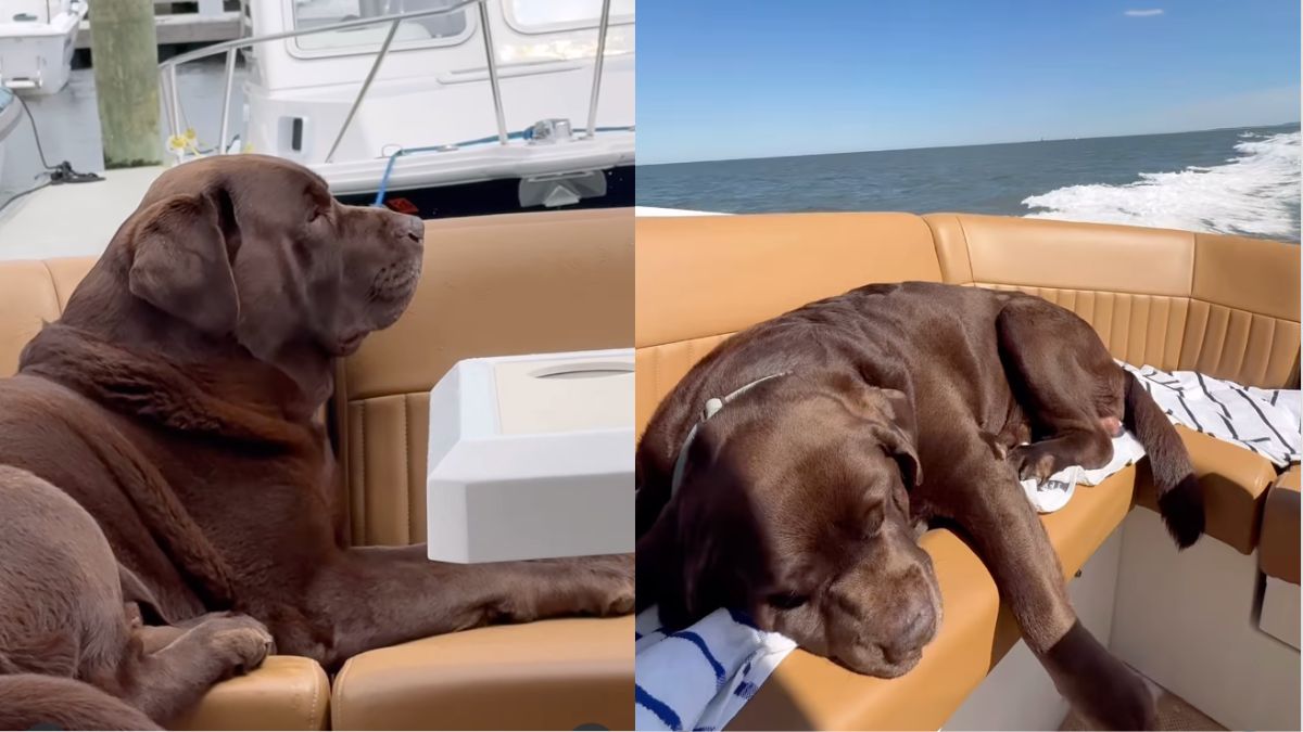 Video Captures Labrador’s ‘Plans’ for the Day & It’s Probably Everyone ...