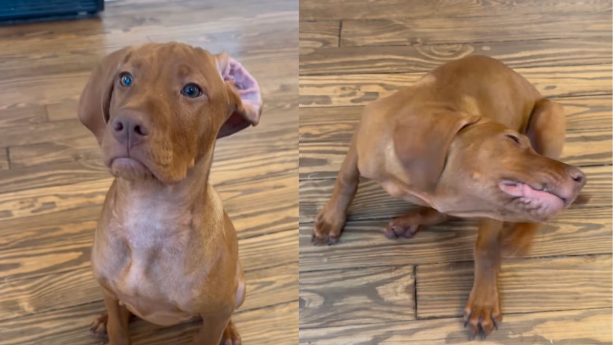 Puppy Struggles to Fix His Inside-Out Ear in Adorable Video - DogTime