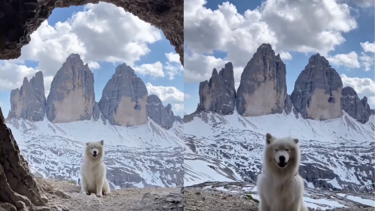 Video: Influencer 'Travel Dog' Charms Netizens With Viral Ear Dance - DogTime